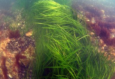 Eelgrass Plant in Ring [IMAGE] | EurekAlert! Science News Releases