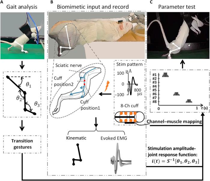 Biomimetic peripheral nerve stimulation promo | EurekAlert!
