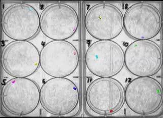 Behavioral Brain Circuits Conserved across Sp | EurekAlert!