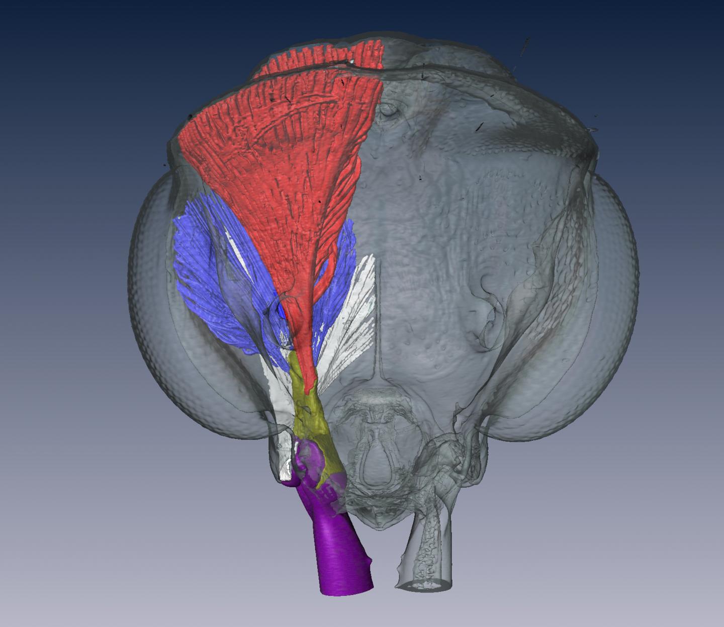 Micro-CT Scan of Ant Head and [IMAGE] | EurekAlert! Science News Releases