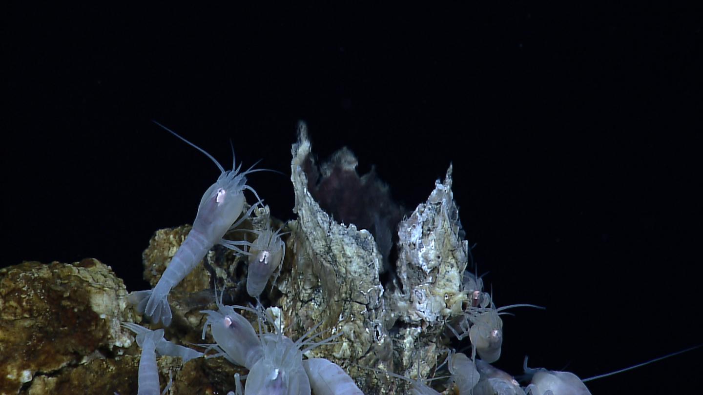 Biodiversity loss from deep-sea mining will b | EurekAlert!