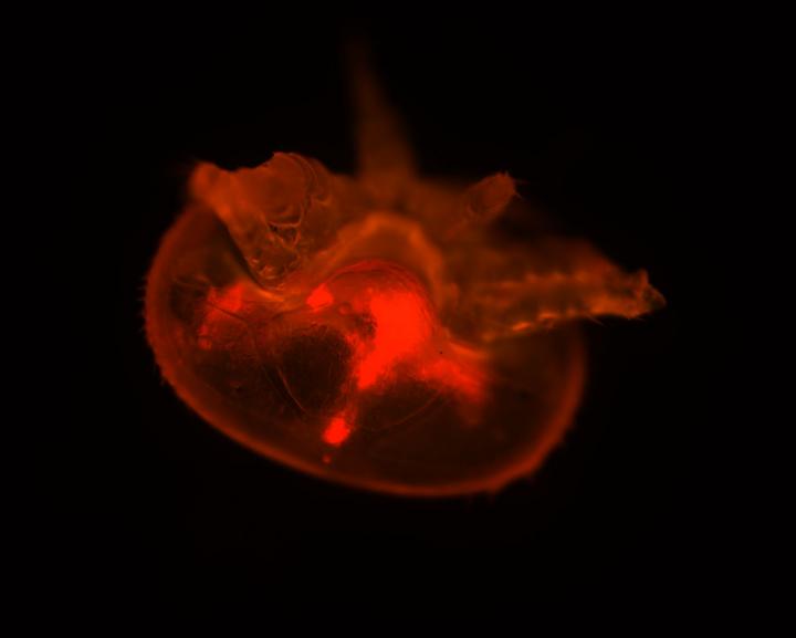 Varroa Nile Red [IMAGE] | EurekAlert! Science News Releases