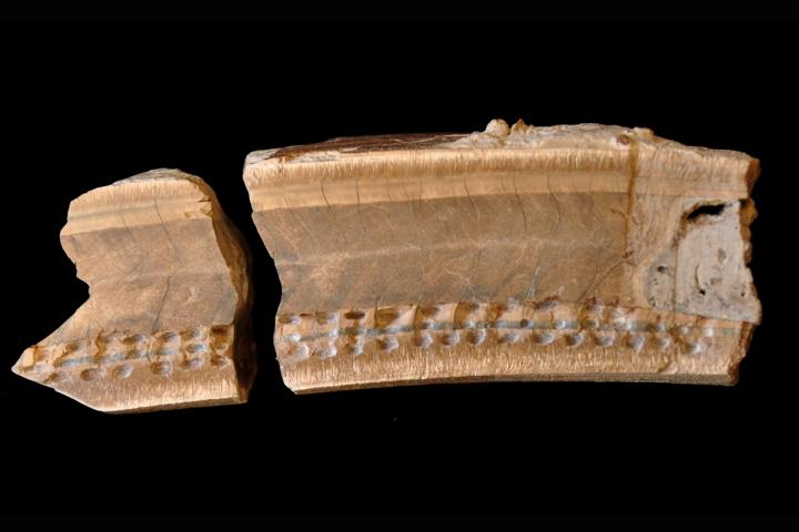 Tooth of Giant Sloth [IMAGE] | EurekAlert! Science News Releases