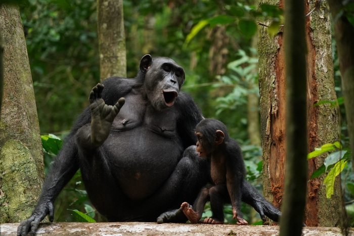 Chimpanzees combine calls to form numerous vo | EurekAlert!
