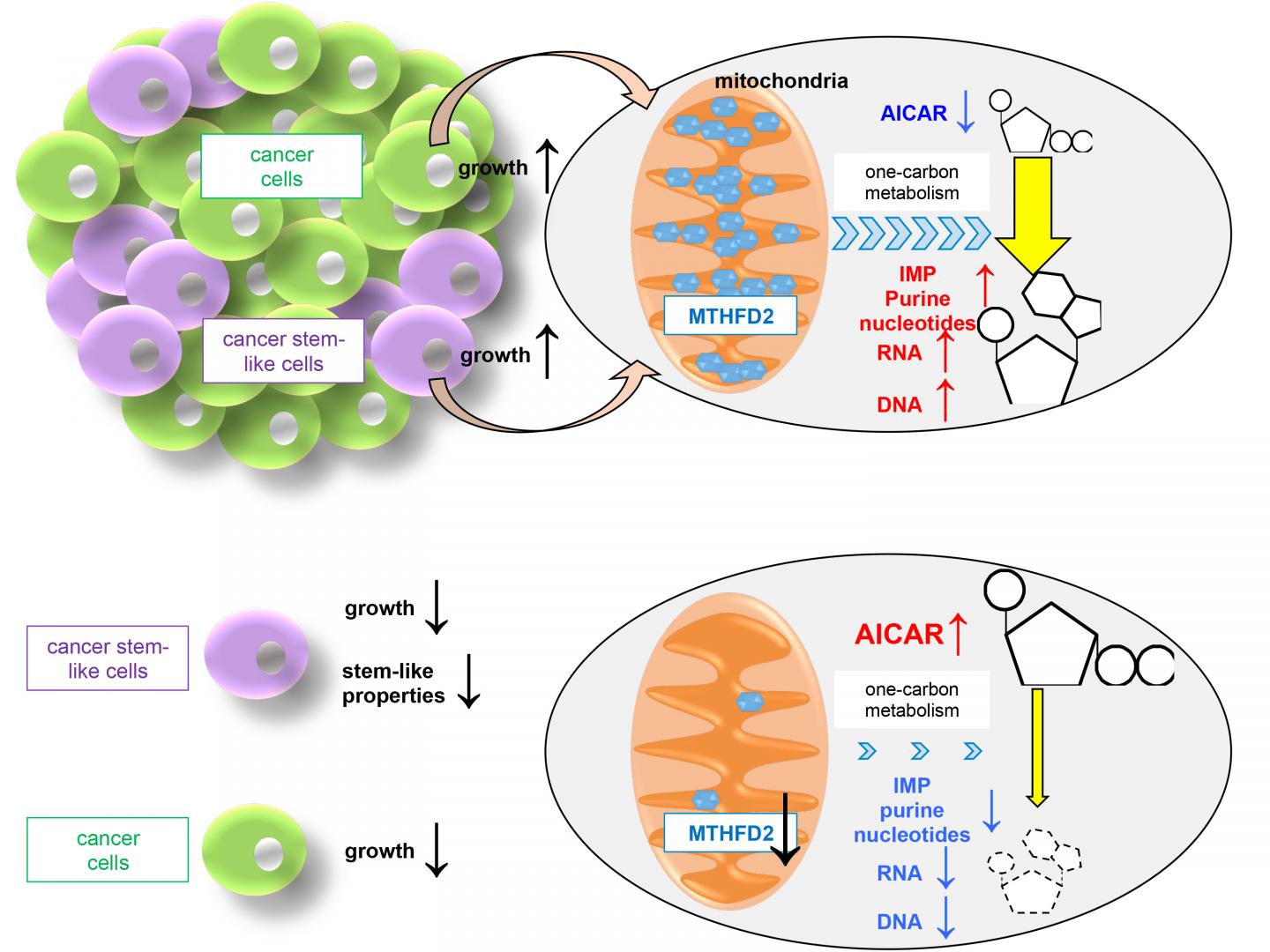 Figure [IMAGE] | EurekAlert! Science News Releases