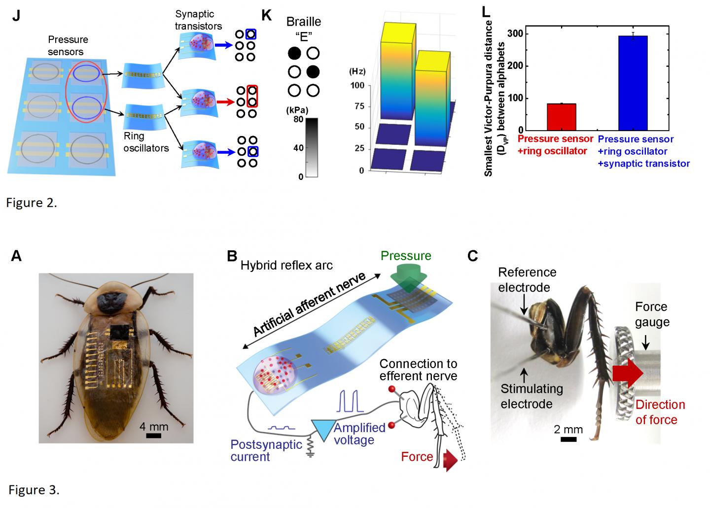 Braille Reading Using An Artif [IMAGE] | EurekAlert! Science News Releases
