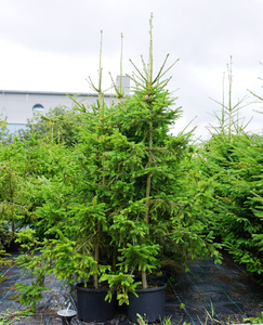 Survival strategy of starving spruces trees: | EurekAlert!
