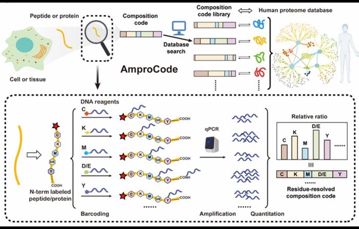 Design and overview of AmproCo [IMAGE] | EurekAlert! Science News Releases
