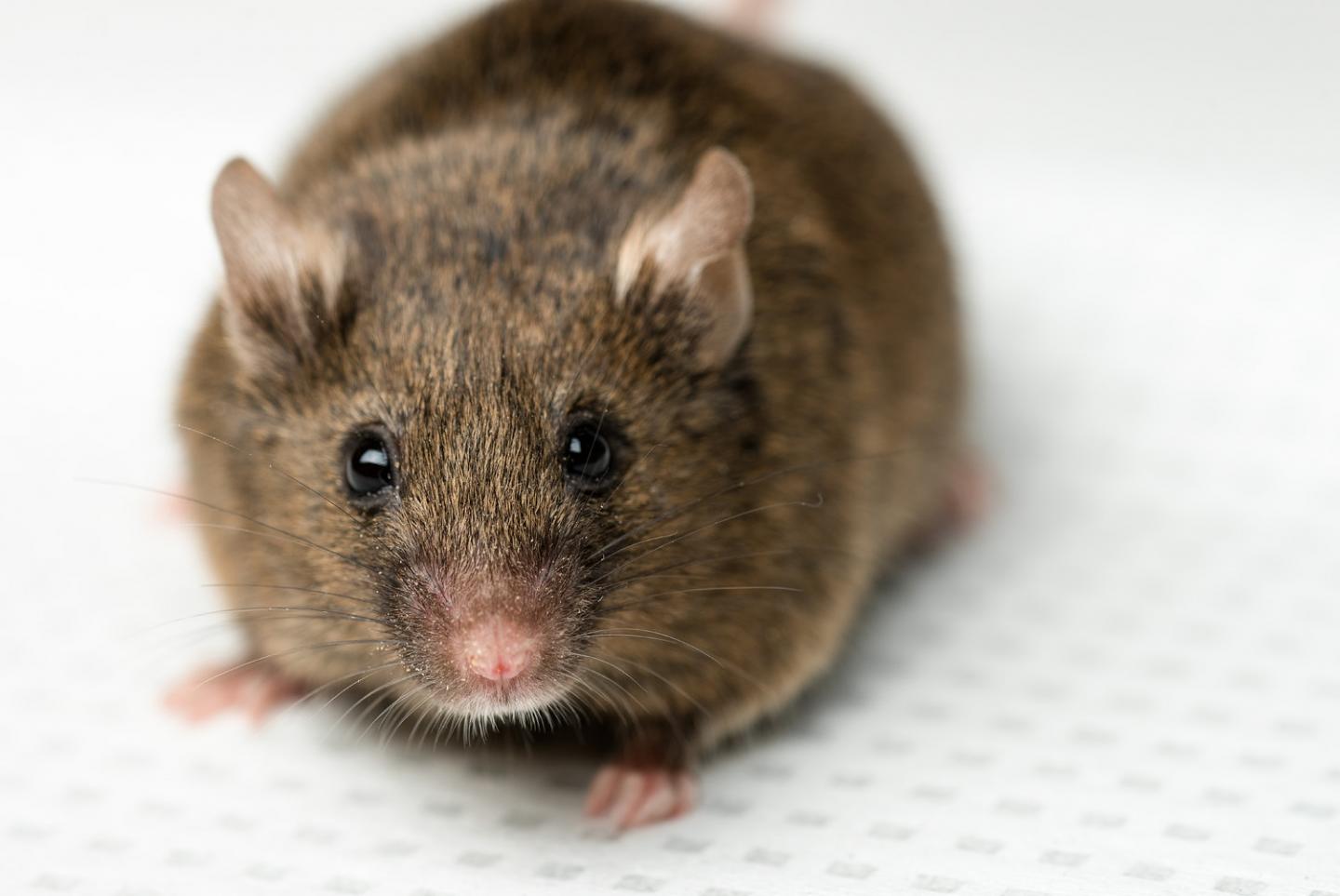 Mouse study reveals genes essential for life | EurekAlert!