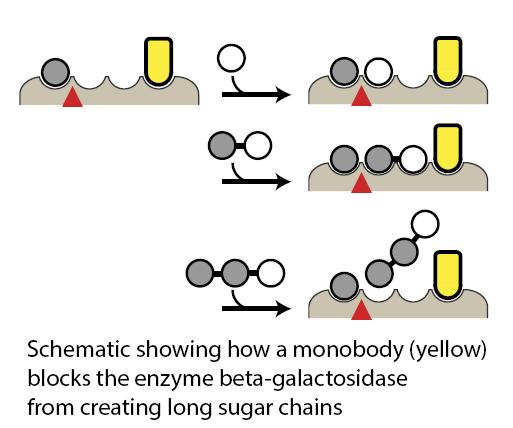 Monobody Used to Alter Enzyme [IMAGE] | EurekAlert! Science News Releases