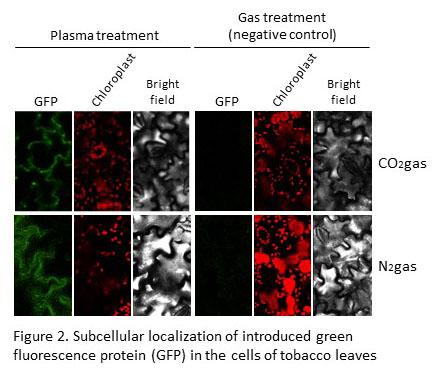 Subcellular Localization of In [IMAGE] | EurekAlert! Science News Releases