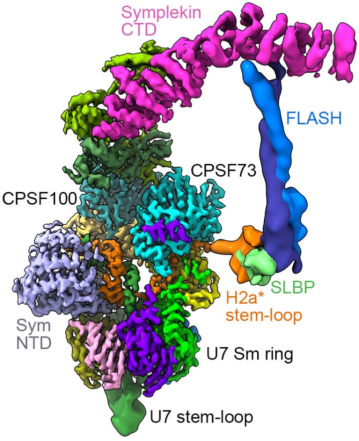 Histone mRNA Three-Prime (3') [IMAGE] | EurekAlert! Science News Releases