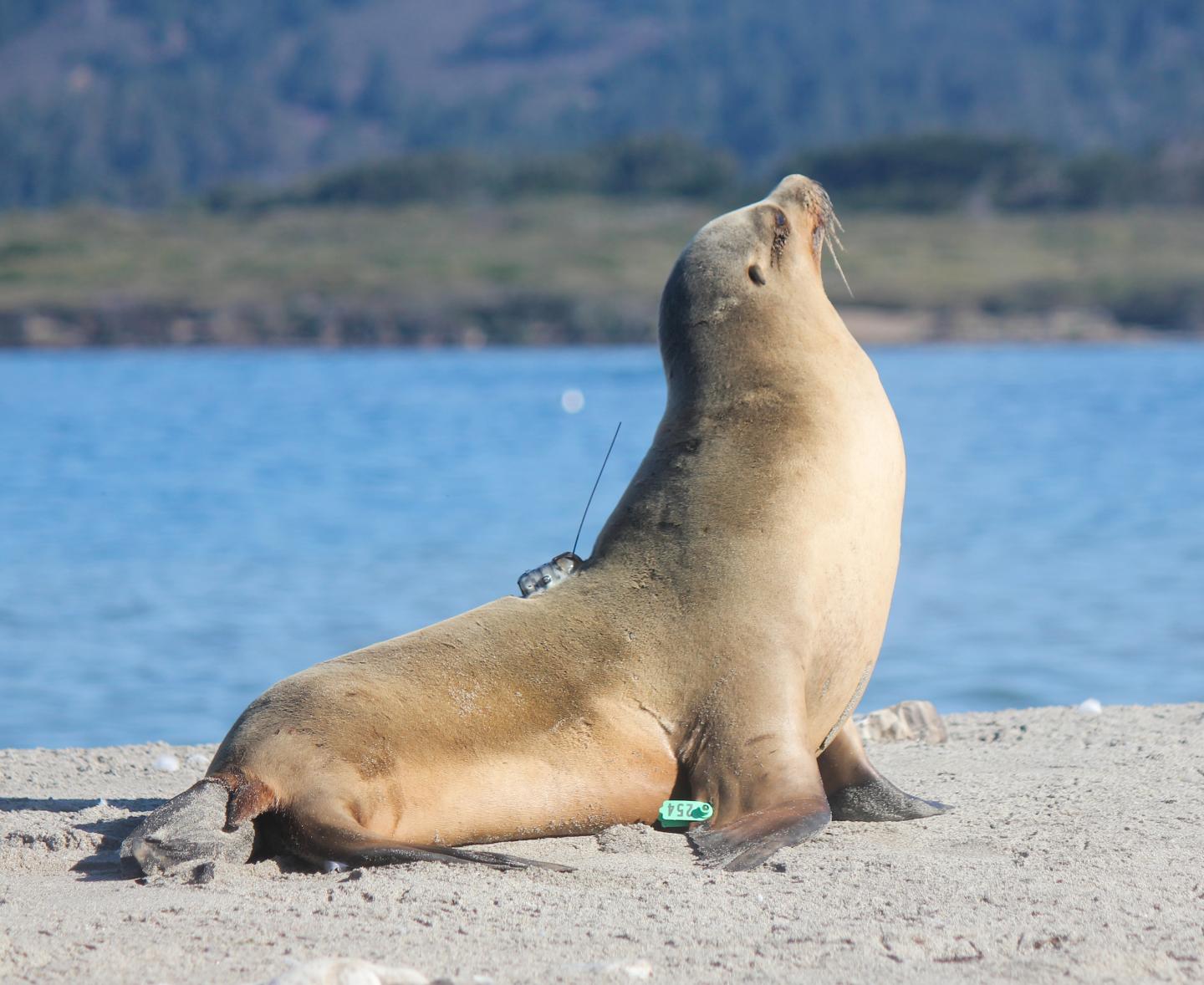 Reducing Bycatch While Sustain [IMAGE] | EurekAlert! Science News Releases