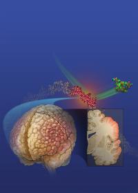 Novel Mutation Affects Brain-Folding Protein | EurekAlert!