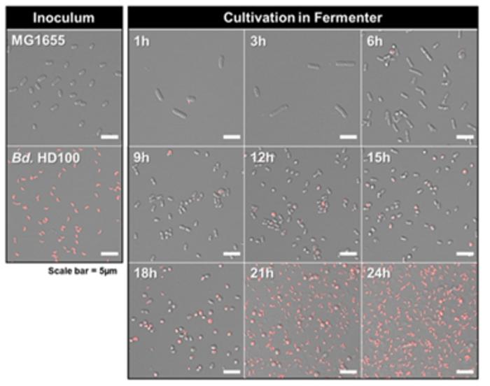 Shown above is the representat [IMAGE] | EurekAlert! Science News Releases