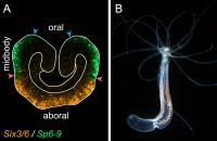 The evolution of axial patterning | EurekAlert!