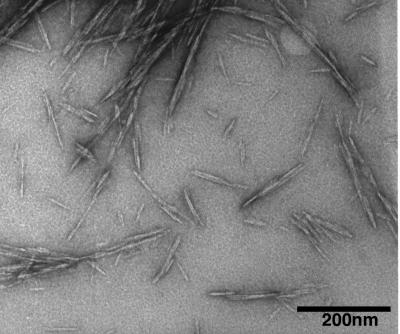 Cellulose Nanocrystals [IMAGE] | EurekAlert! Science News Releases