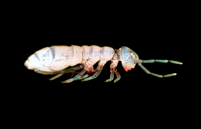 New study shows springtails jump, dive and la | EurekAlert!