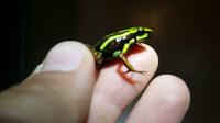 The 'Paradox' of Poisonous Frog Resistance ag | EurekAlert!