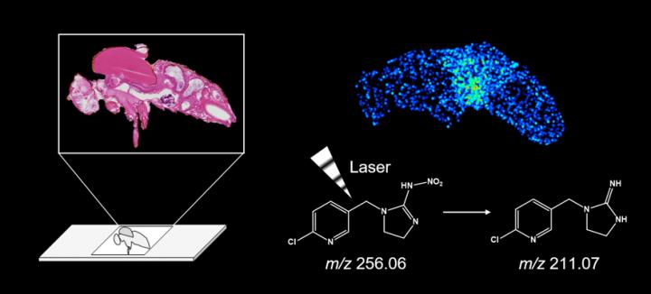 Cover Illustration [IMAGE] | EurekAlert! Science News Releases