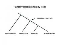 Leaping Frogs: First Amphibian Genome Sequenc | EurekAlert!