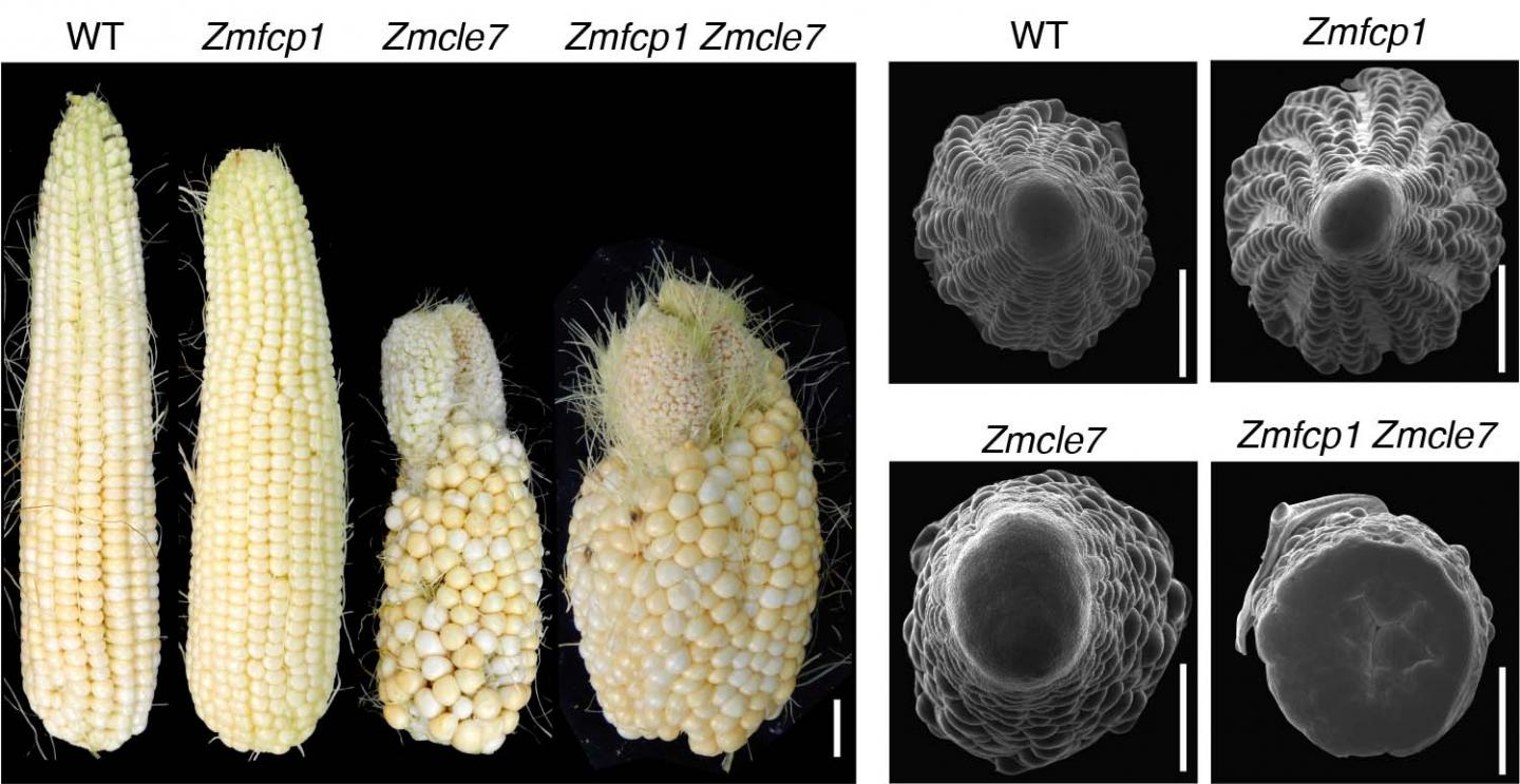 Corn CLV3 Circuit [IMAGE] | EurekAlert! Science News Releases