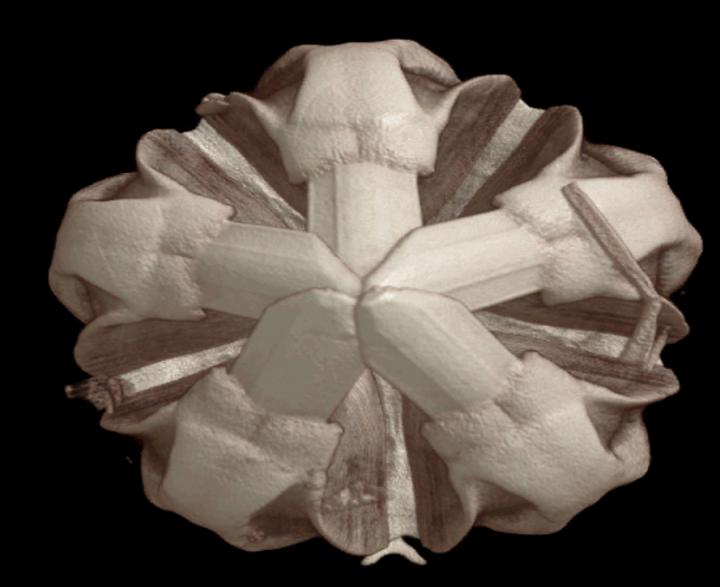 Sea Urchin Tooth Tips [IMAGE] | EurekAlert! Science News Releases