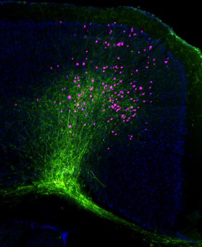 Mouse Neocortex [IMAGE] | EurekAlert! Science News Releases