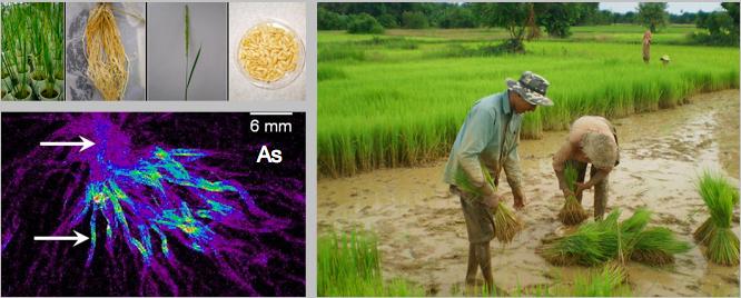 Rice Soil Chemistry [IMAGE] | EurekAlert! Science News Releases