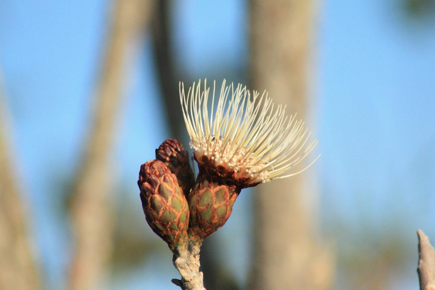 Wunderlichia crulsiana Taub.u [IMAGE] | EurekAlert! Science News Releases