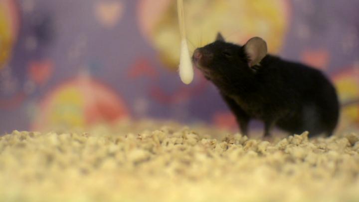 Mouse Sniffing Cotton Swab for [IMAGE] | EurekAlert! Science News Releases