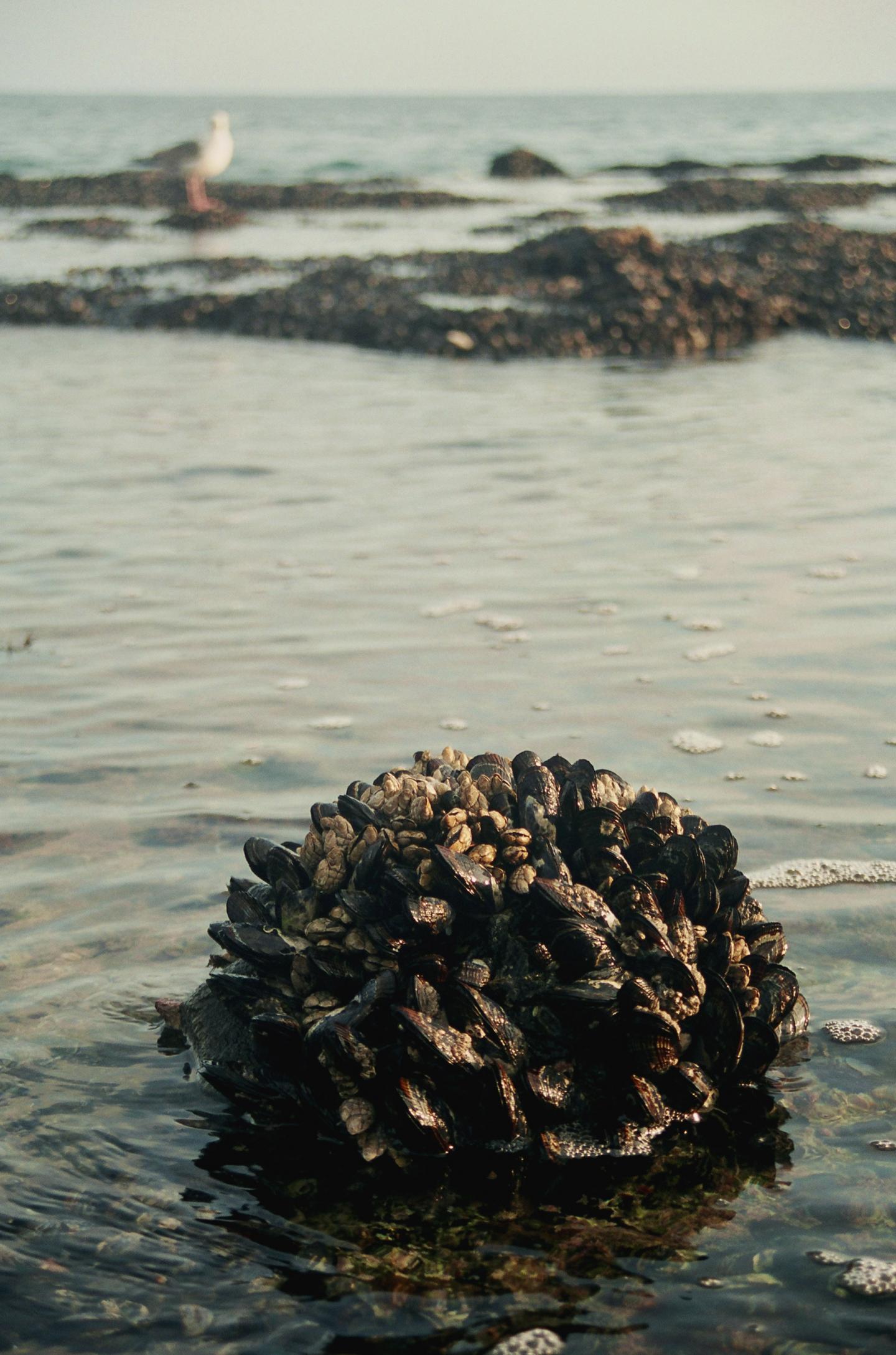 Bacteria-inspired Substance Offers Strong Und | EurekAlert!