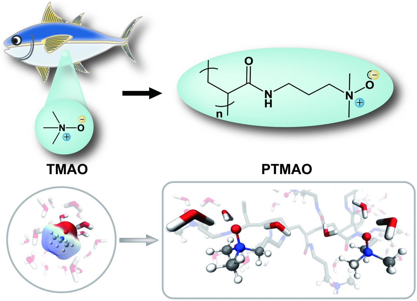 Trimethylamine N -Oxid [IMAGE] | EurekAlert! Science News Releases