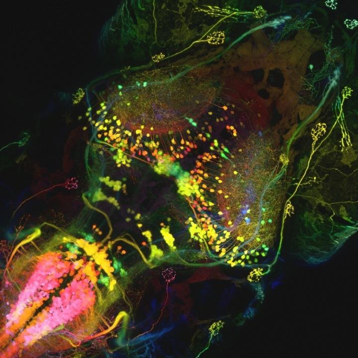 Newly discovered brain circuit [IMAGE] | EurekAlert! Science News Releases