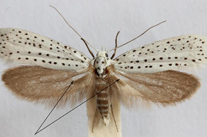 Mystery of moths’ warning sound production ex | EurekAlert!