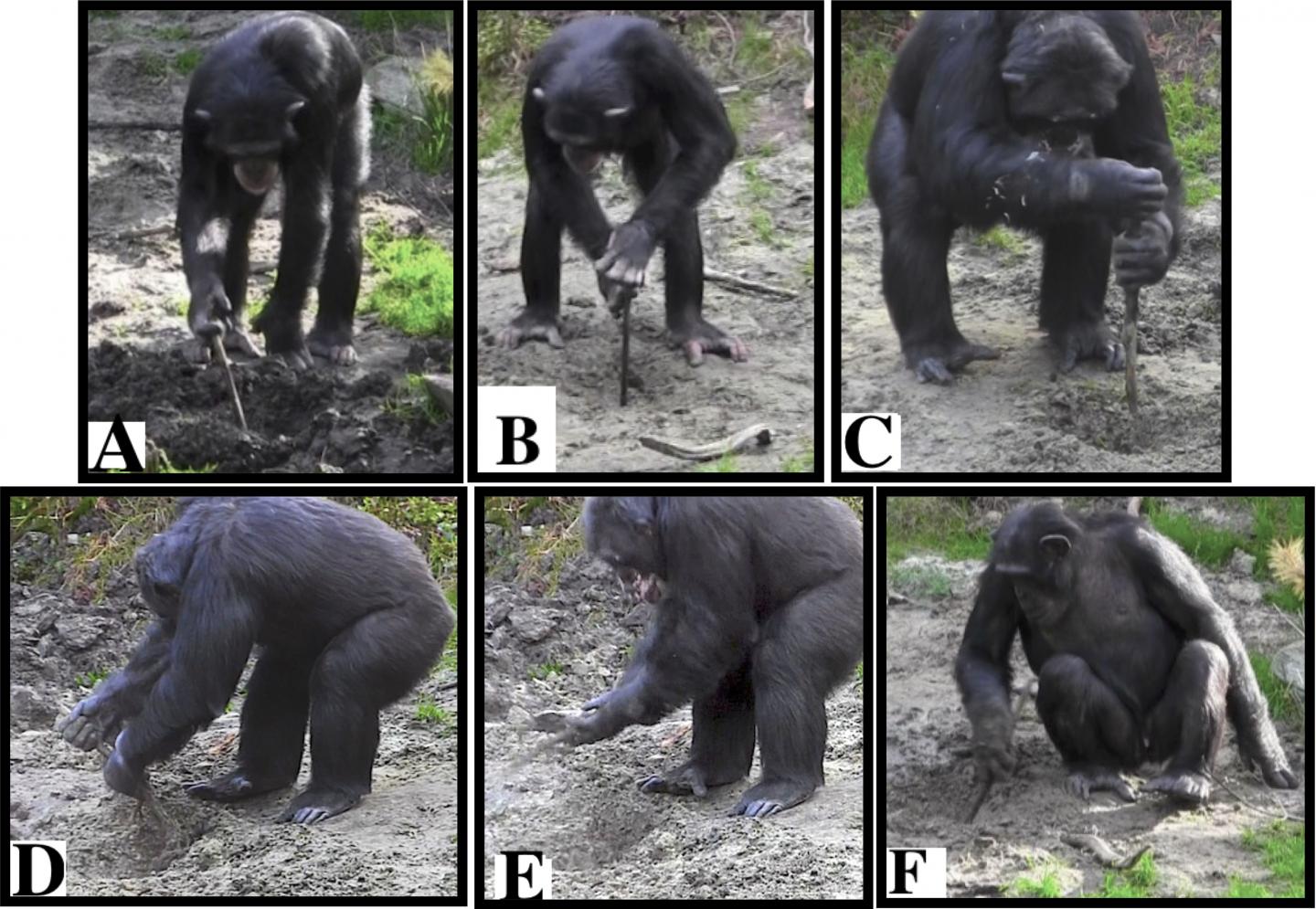 Captive chimpanzees spontaneously use tools t | EurekAlert!