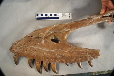 Bite Marks | EurekAlert!