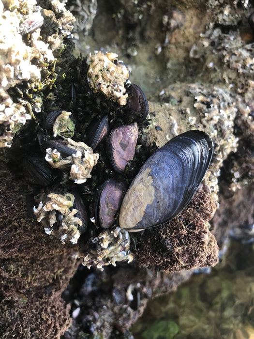 Blue mussels [IMAGE] | EurekAlert! Science News Releases
