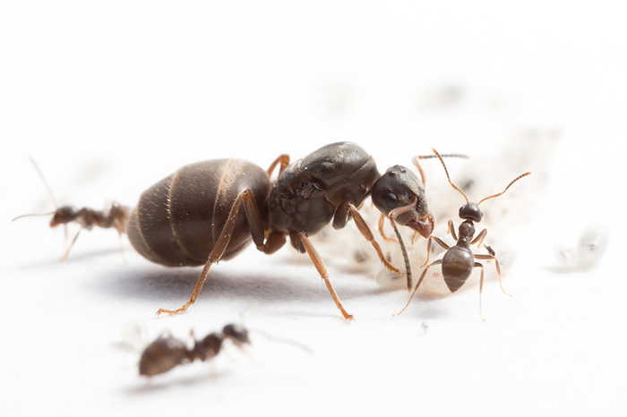 common black ant 02 [IMAGE] | EurekAlert! Science News Releases