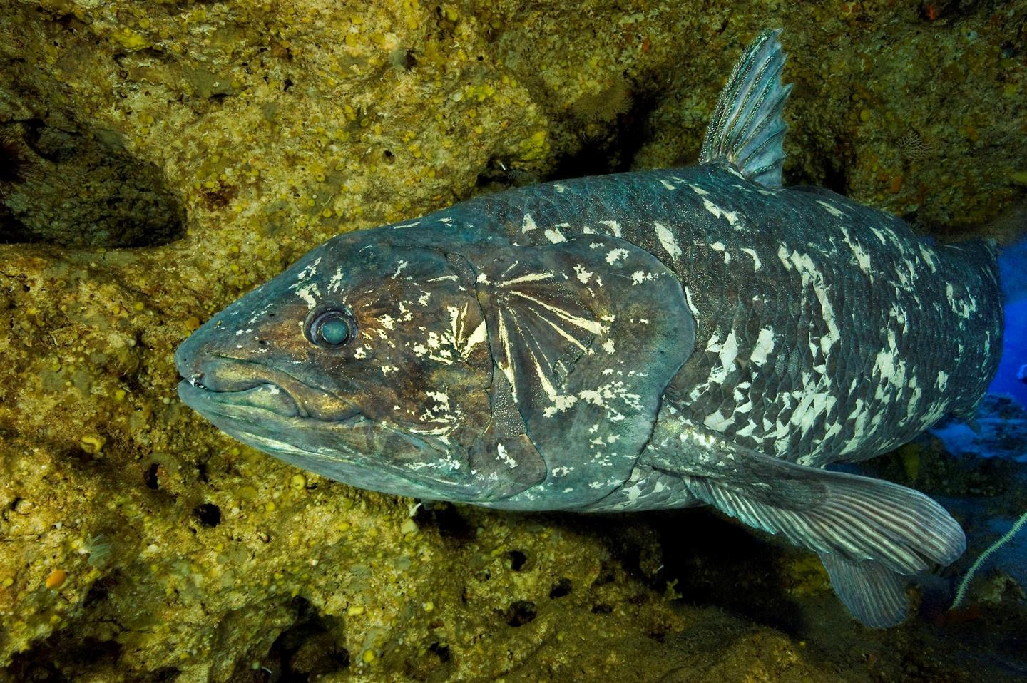Coelacanth Ancient Fish [IMAGE] | EurekAlert! Science News Releases