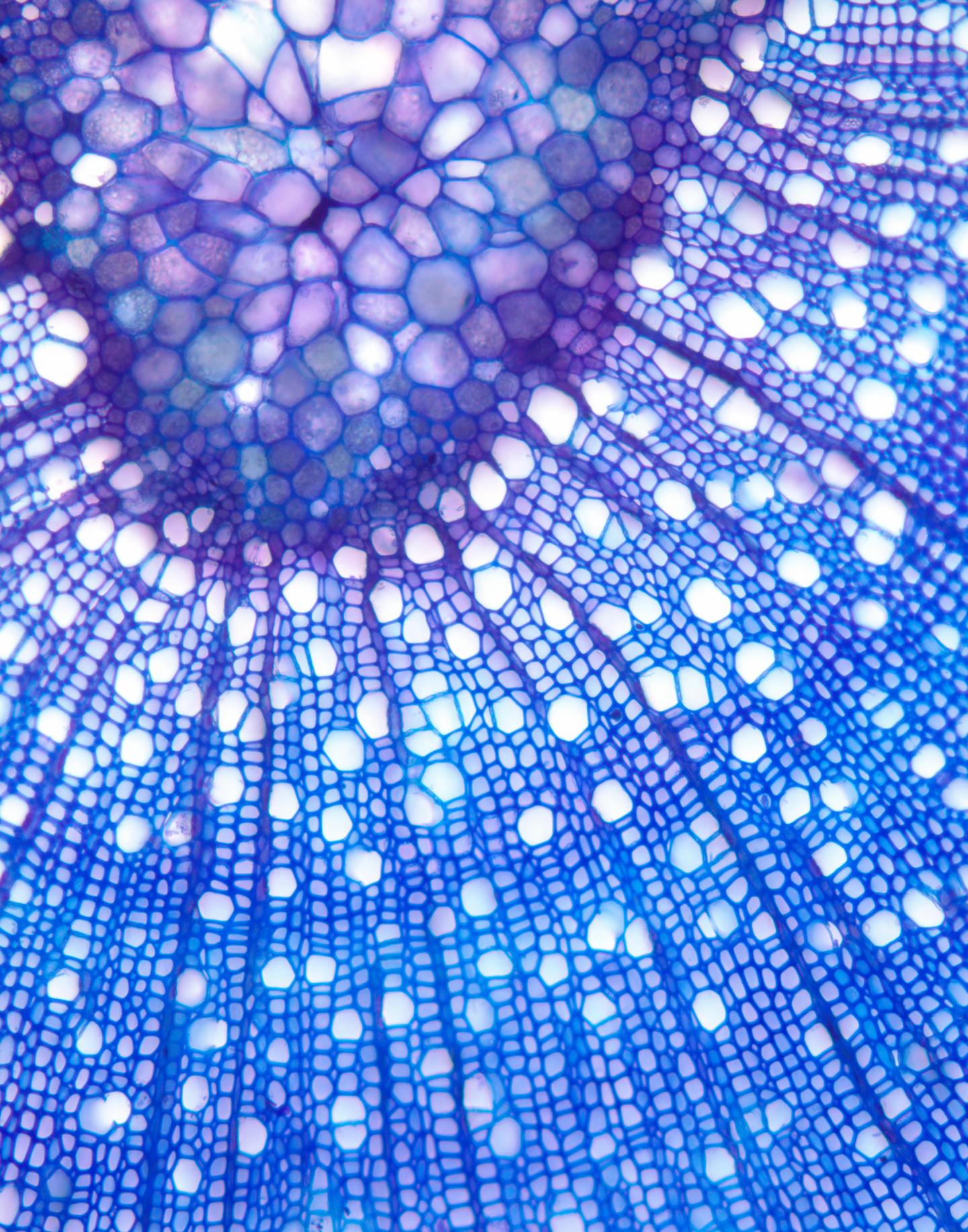 Flourishing faster: How to make trees grow bi | EurekAlert!