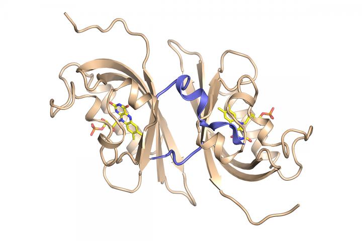ZTL Protein Structure [IMAGE] | EurekAlert! Science News Releases
