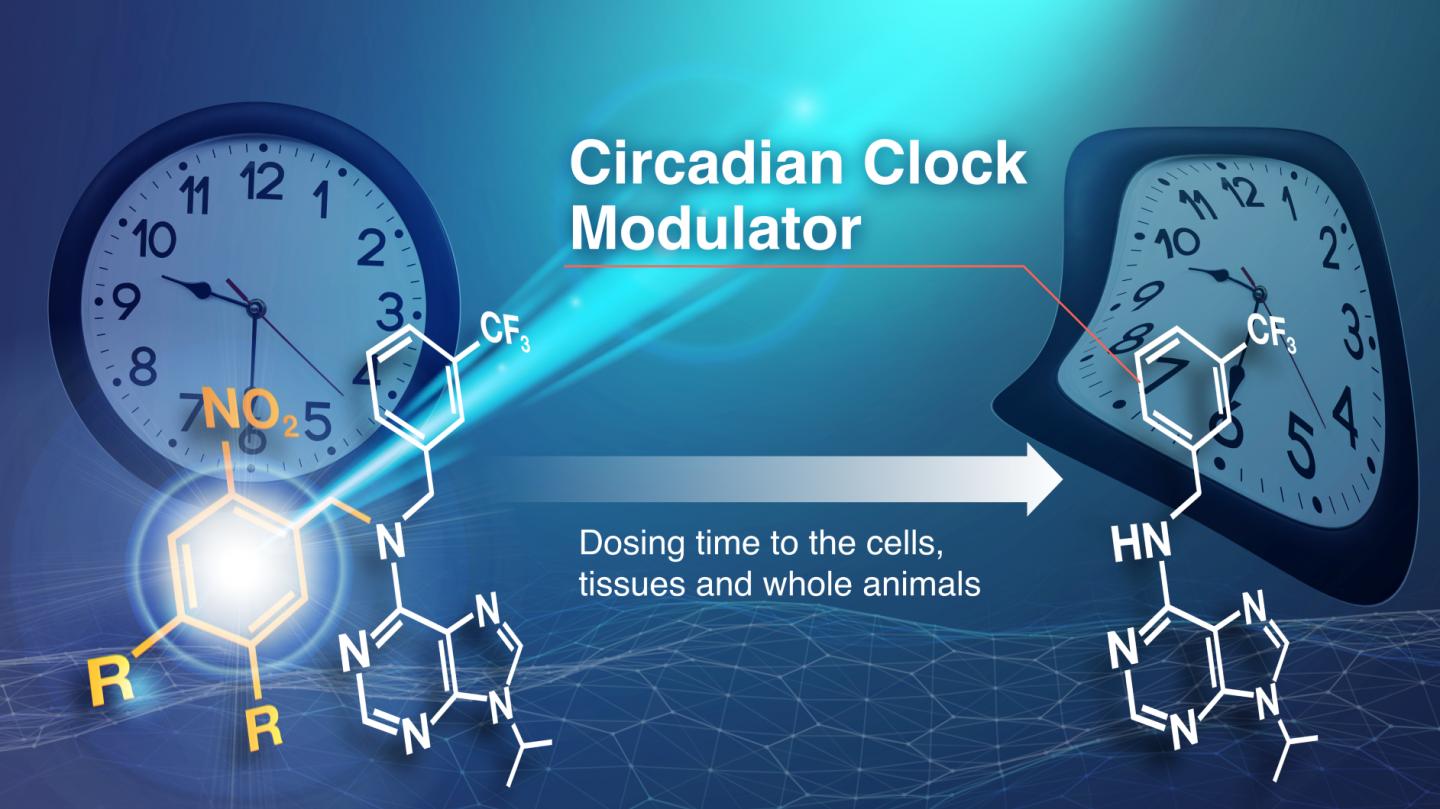 Circadian Clock Modulator [IMAGE] | EurekAlert! Science News Releases