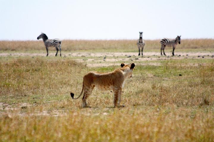 Time management skills keep animals primed fo | EurekAlert!