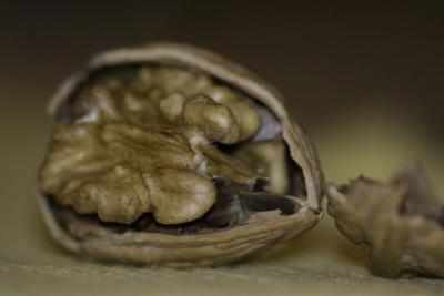 Walnut Closeup [IMAGE] | EurekAlert! Science News Releases