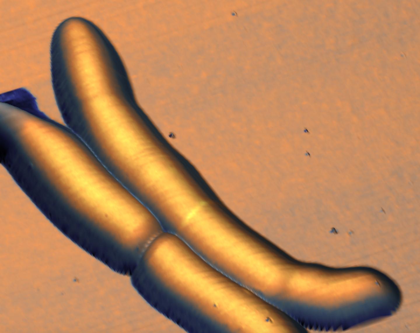 The Wave-Trough Division Site [IMAGE] | EurekAlert! Science News Releases
