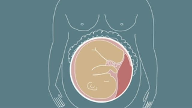 Bacteria Live in Healthy Placentas | EurekAlert!