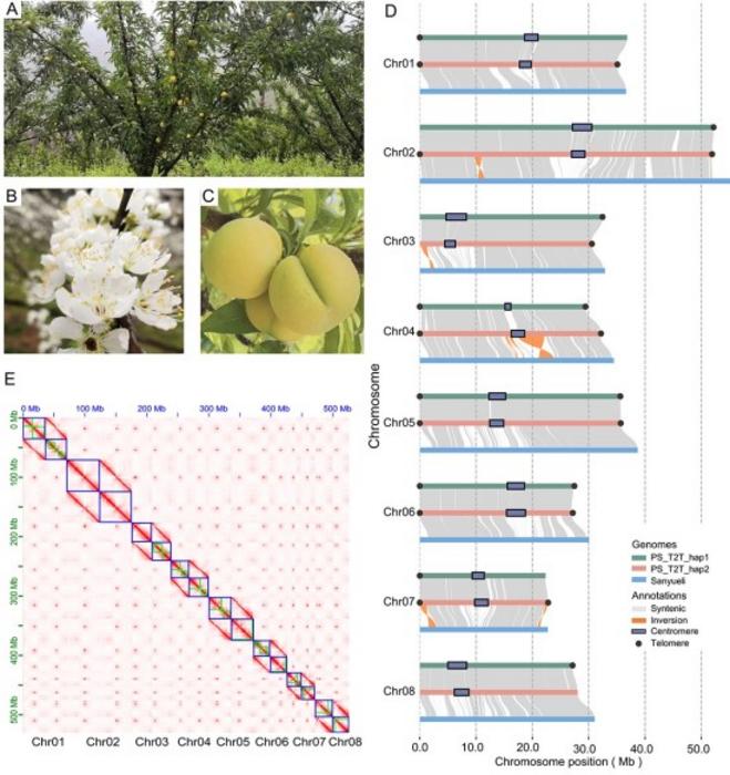 Overview of the PS_T2T referen [IMAGE] | EurekAlert! Science News Releases