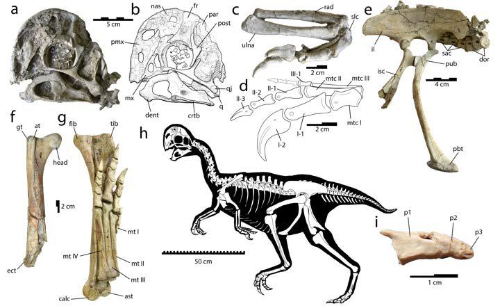 New Species of Dinosaur [IMAGE] | EurekAlert! Science News Releases