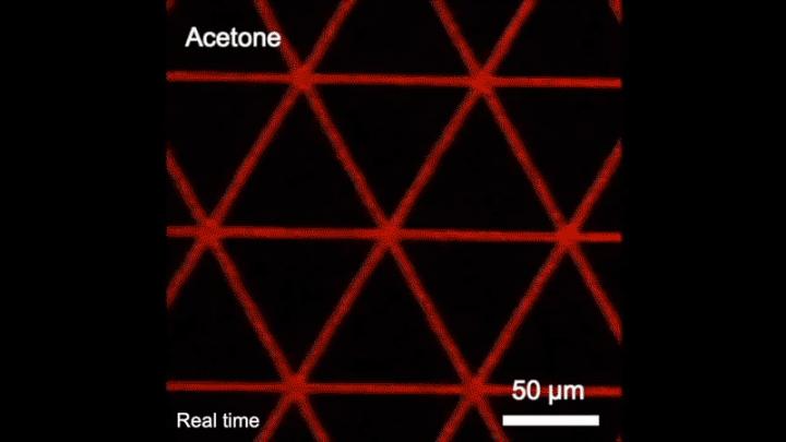 Assembly of the microstructure [IMAGE] | EurekAlert! Science News Releases